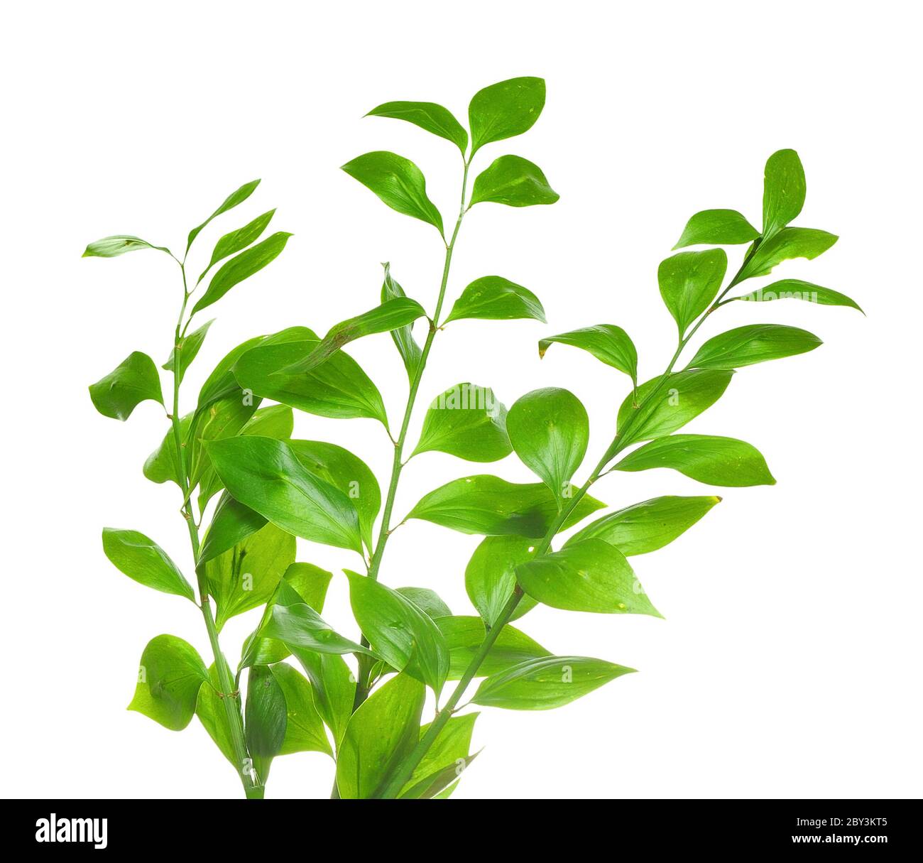 Plant isolated on white background Stock Photo - Alamy