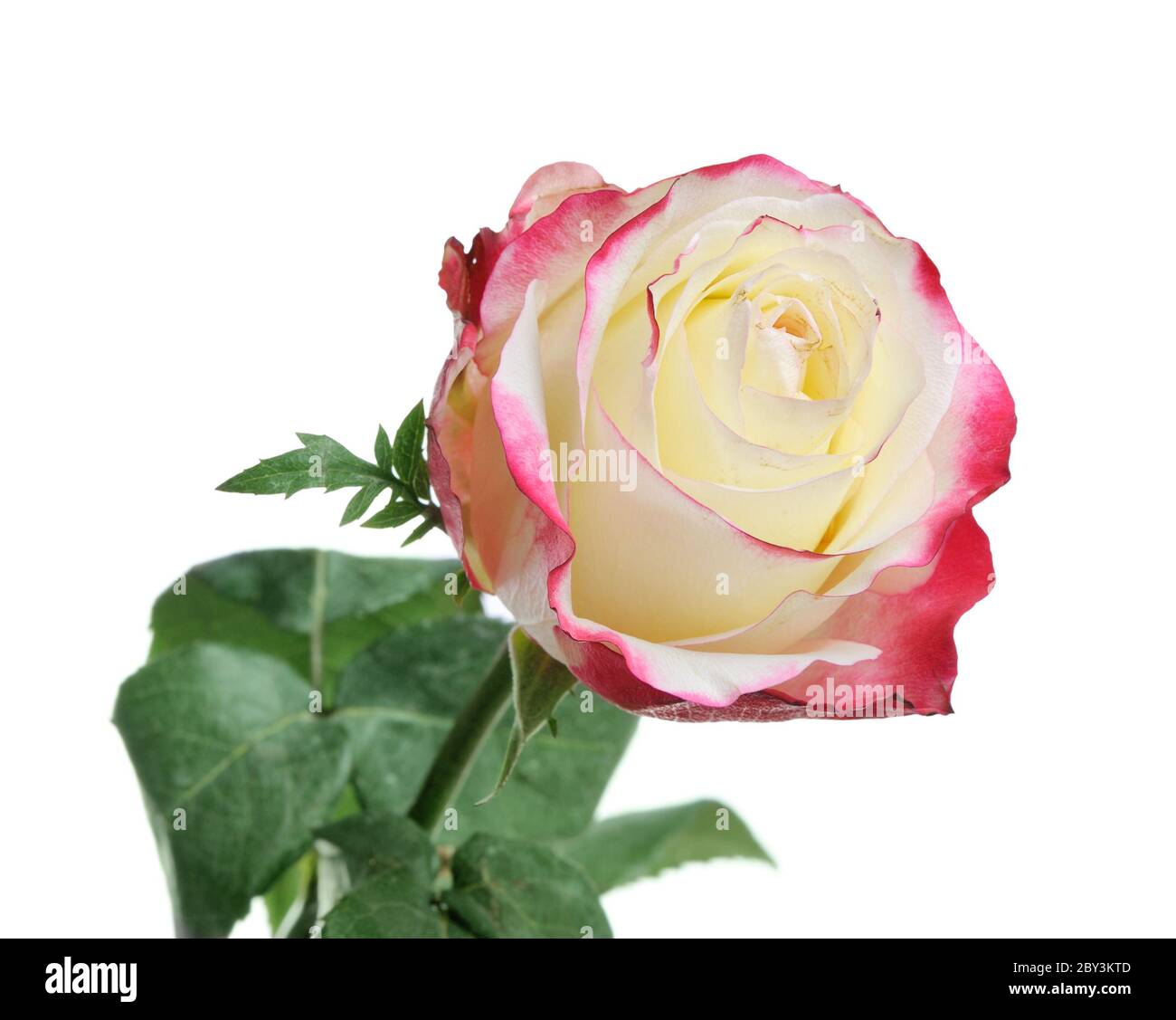 One beautiful rose Stock Photo - Alamy