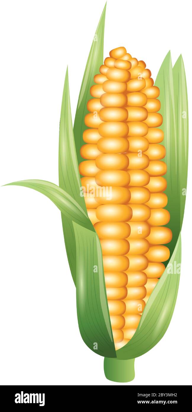 Isolated corn vegetable vector design Stock Vector Image & Art - Alamy