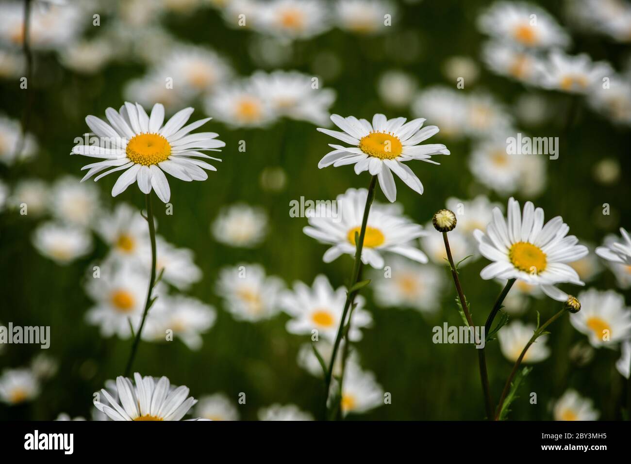 White oxe eye hi-res stock photography and images - Alamy