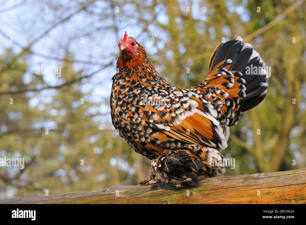 Bantam cockerel hi-res stock photography and images - Alamy