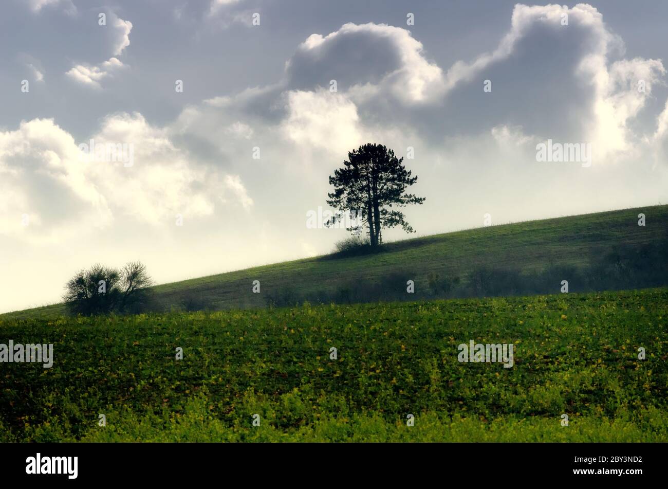 green field and tree Stock Photo - Alamy