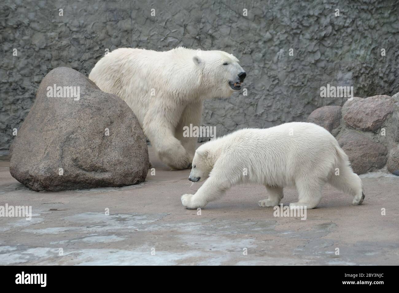 Content bears hi-res stock photography and images - Alamy