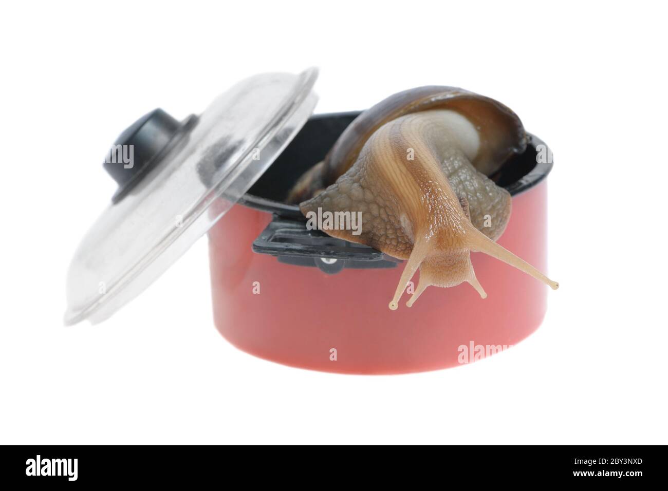 Snail tries to escape from saucepan Stock Photo - Alamy