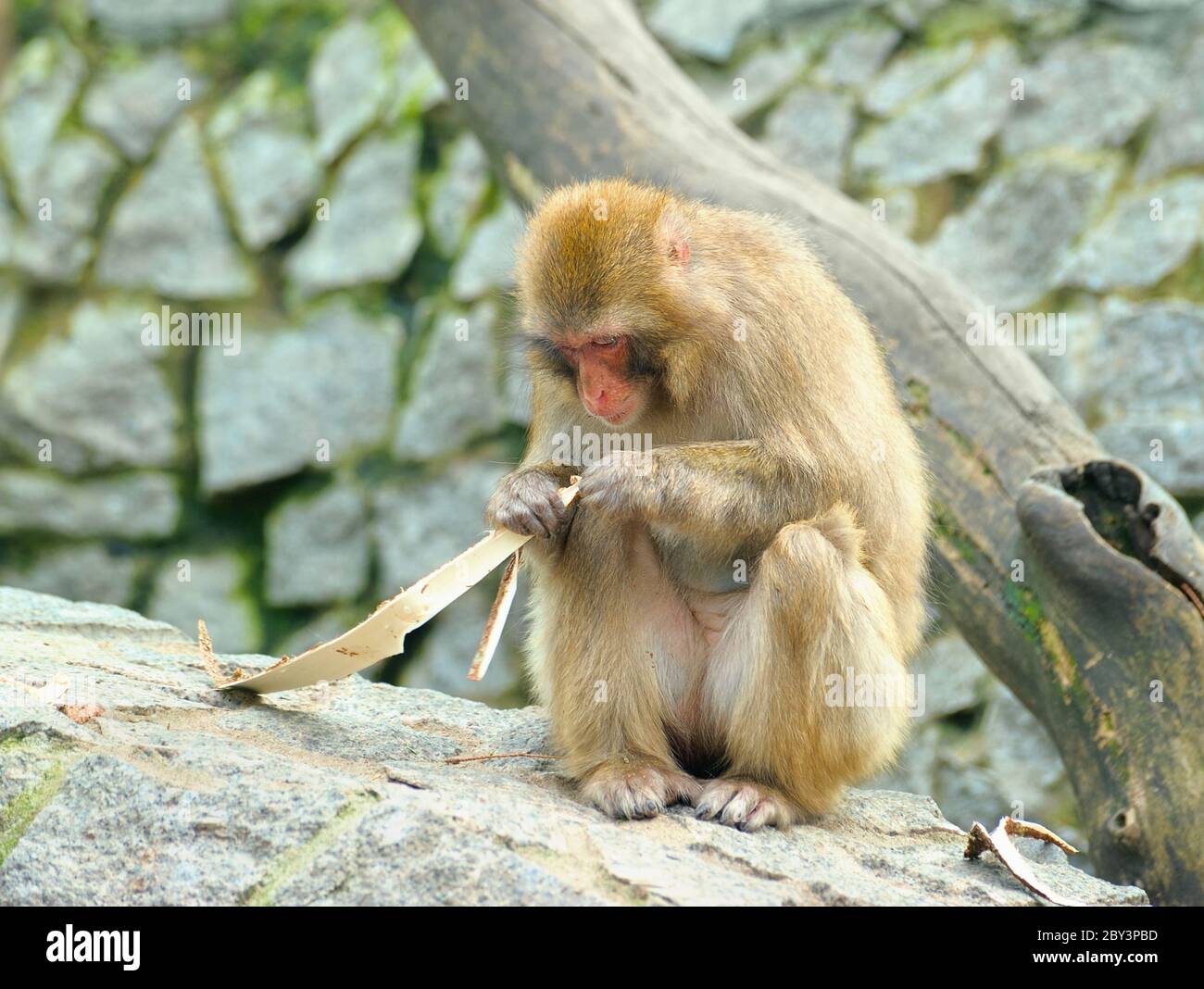 Monkey eats piece of bark Stock Photo - Alamy