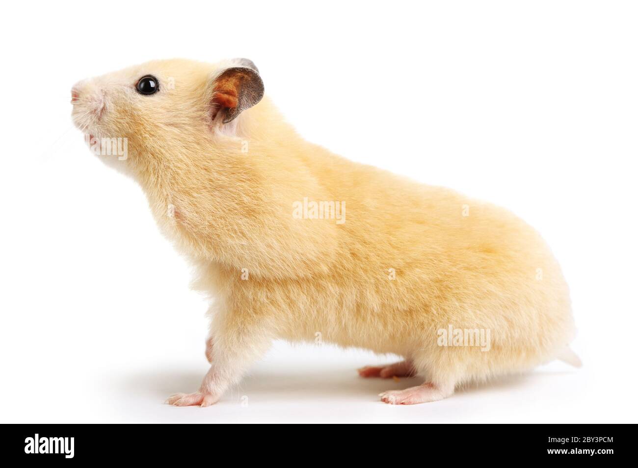 Fluffy the hamster Cut Out Stock Images & Pictures - Alamy