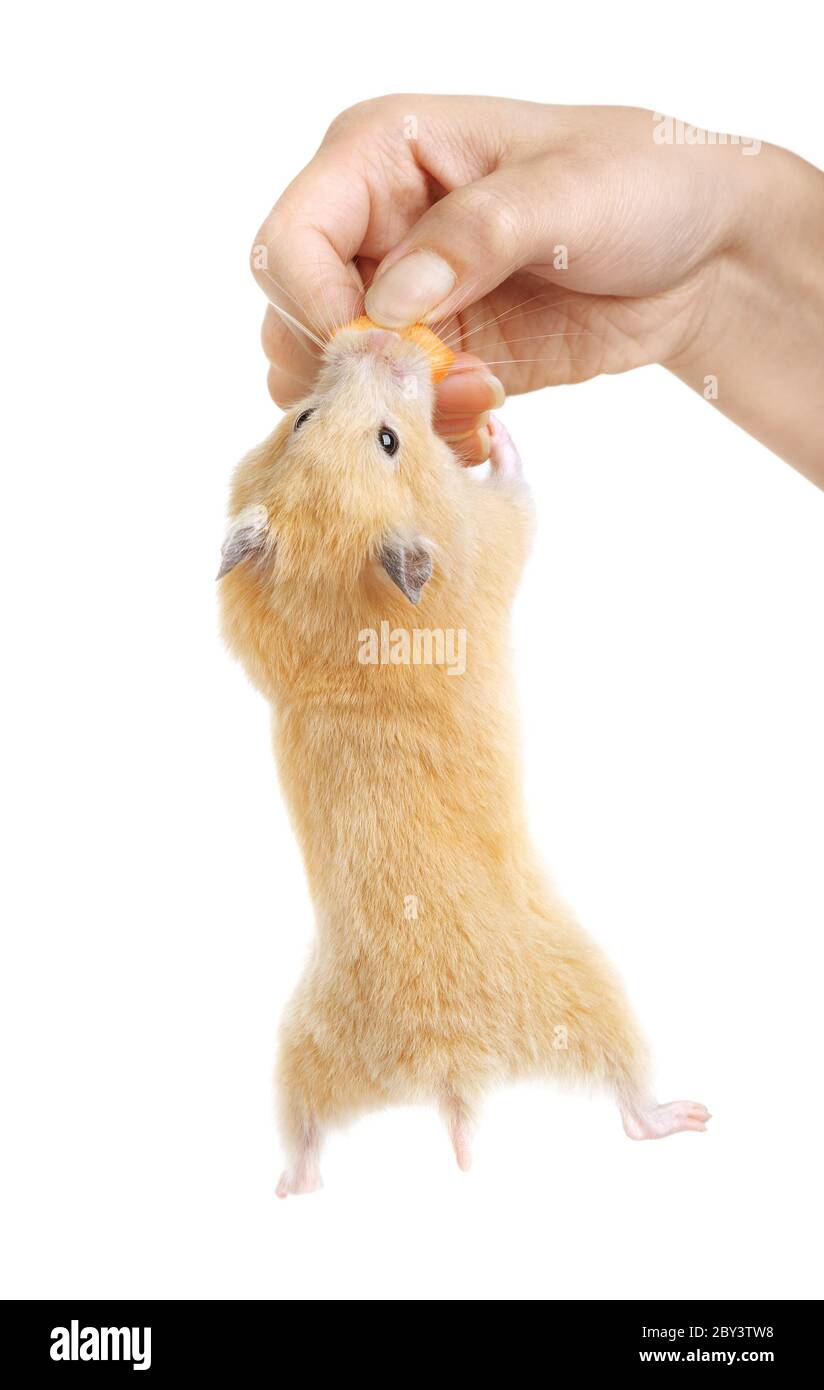 Hamster Teeth