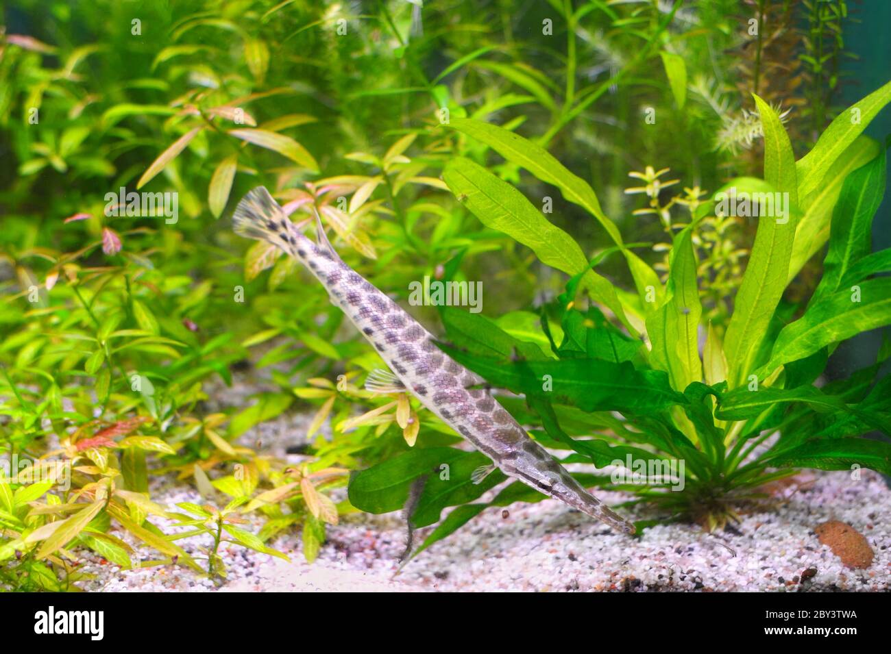 Algae creature hi-res stock photography and images - Alamy