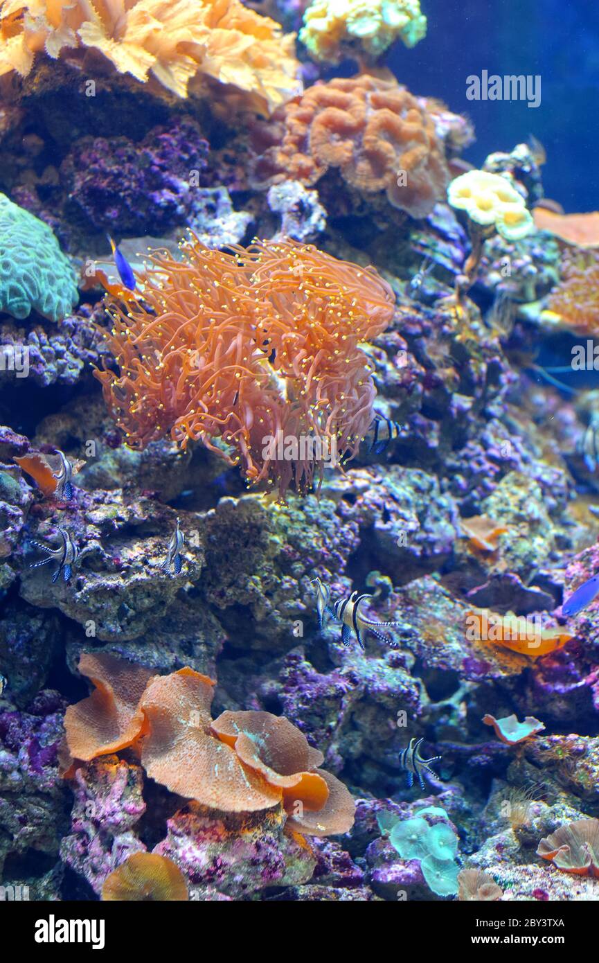 Great barrier reef underwater colourful hi-res stock photography and ...