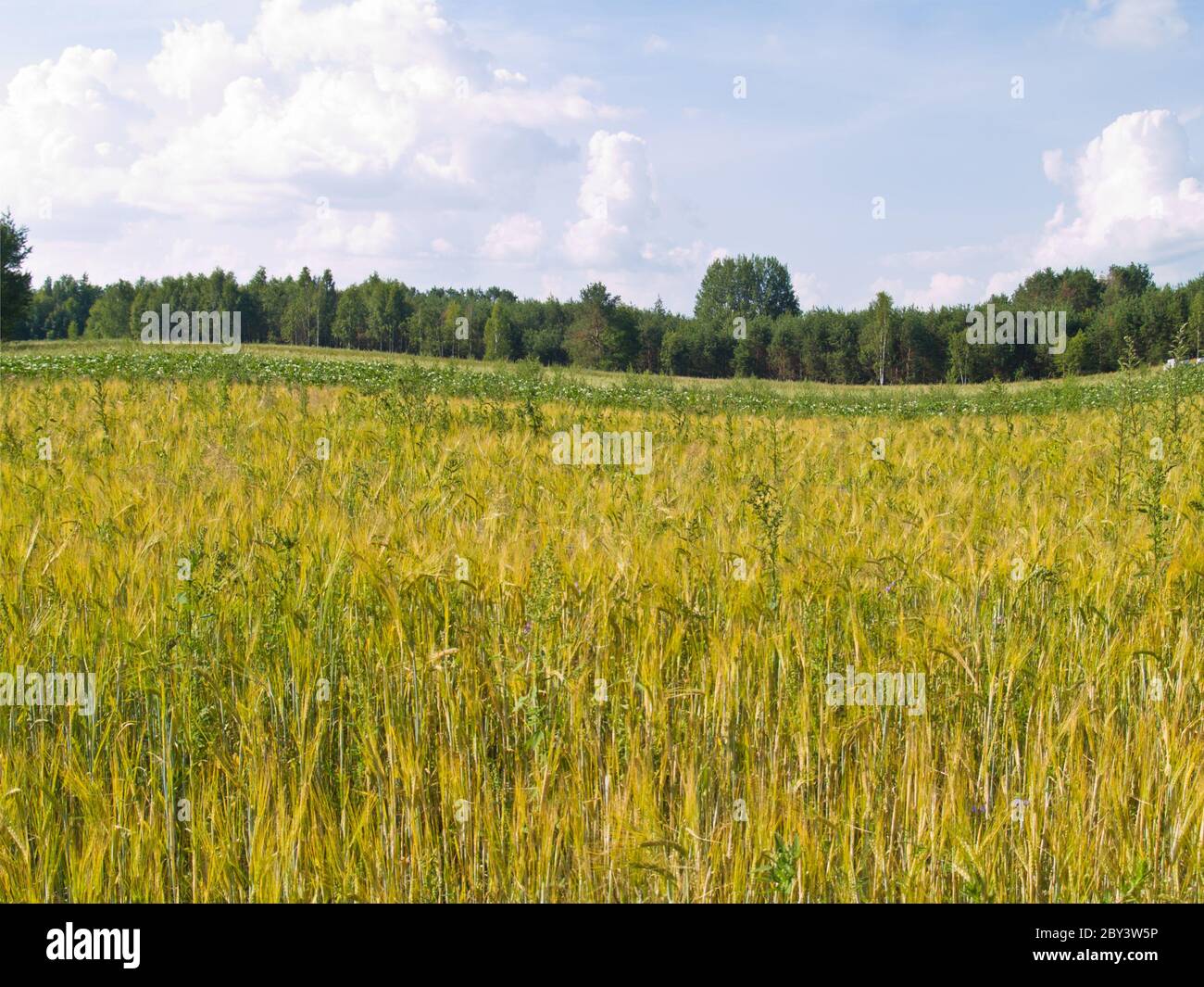 harvesting field of rye Stock Photo - Alamy