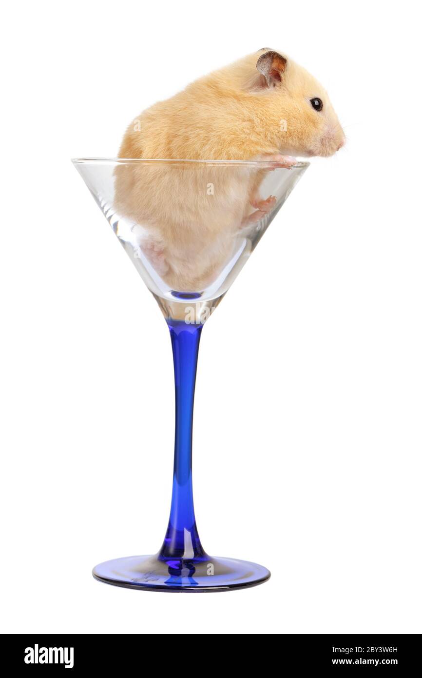 Hamster in glass Stock Photo - Alamy