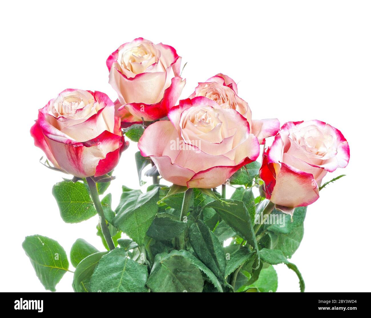 Bunch of beautiful bright roses isolated on white Stock Photo - Alamy