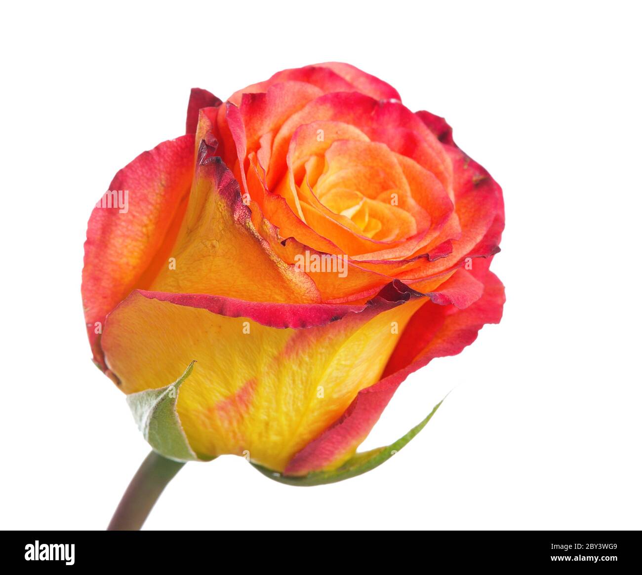 One rose hi-res stock photography and images - Alamy
