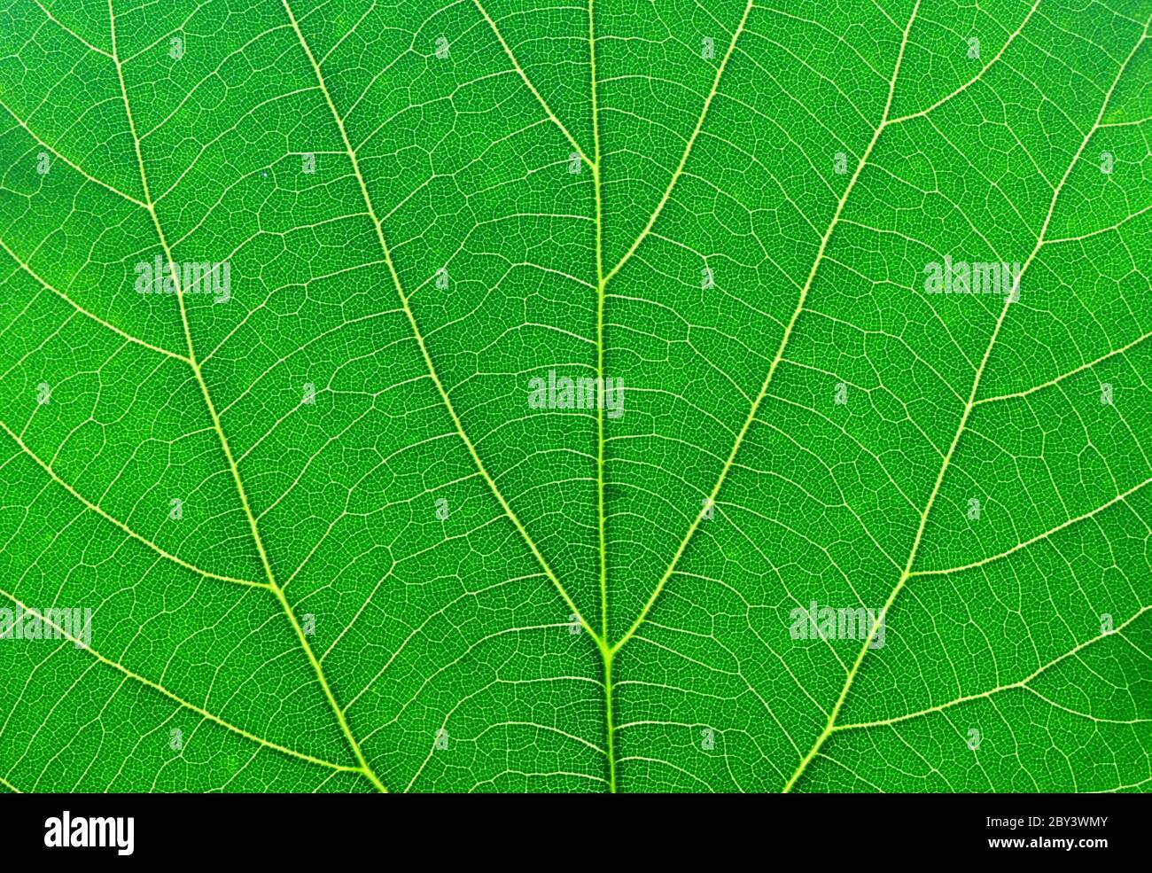 green leaf macro Stock Photo - Alamy
