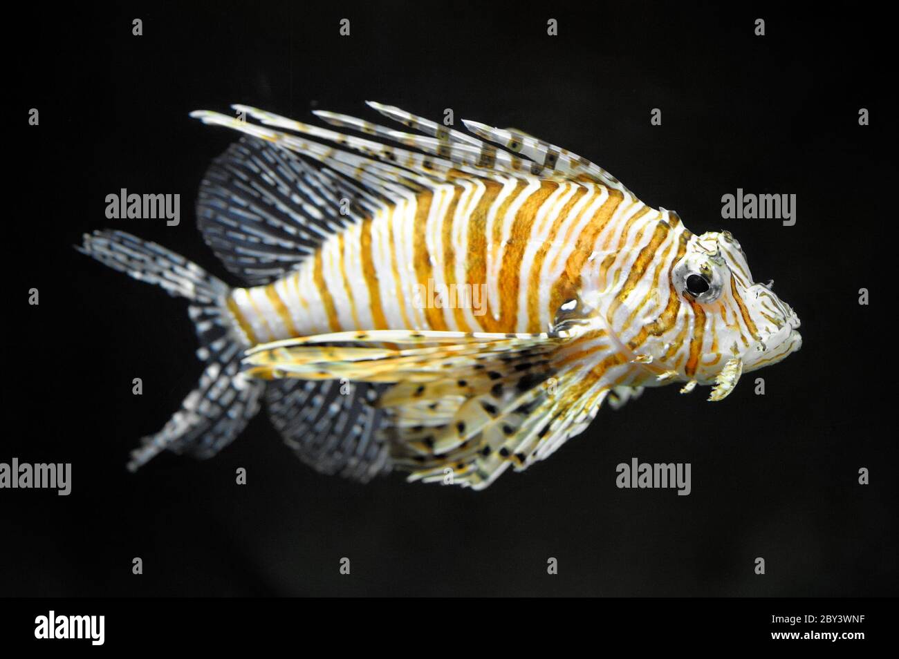 Black dragonfish hi-res stock photography and images - Alamy