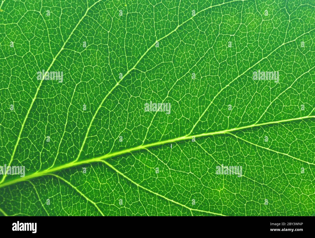 green leaf macro Stock Photo - Alamy