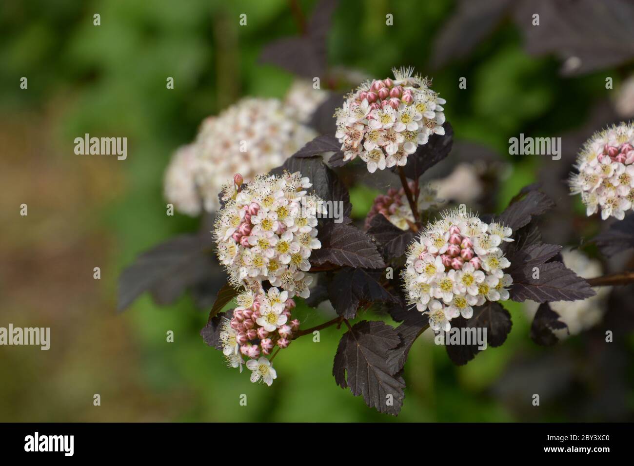 Physocarpus opulifolius ninebark atlantic hi-res stock photography and ...