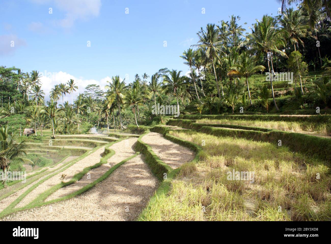 Dry rice terraces Stock Photo - Alamy