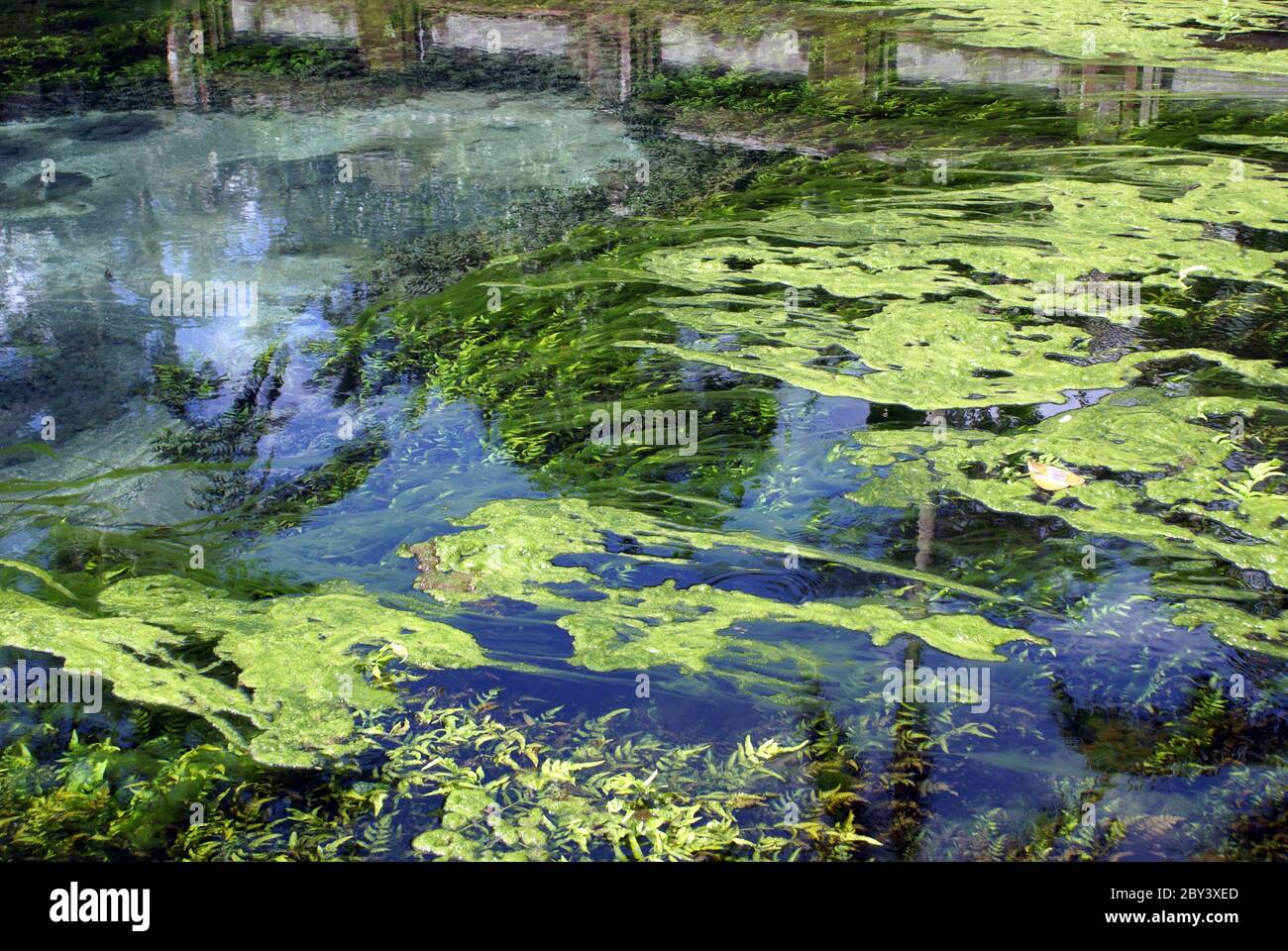 Water weed hi-res stock photography and images - Alamy