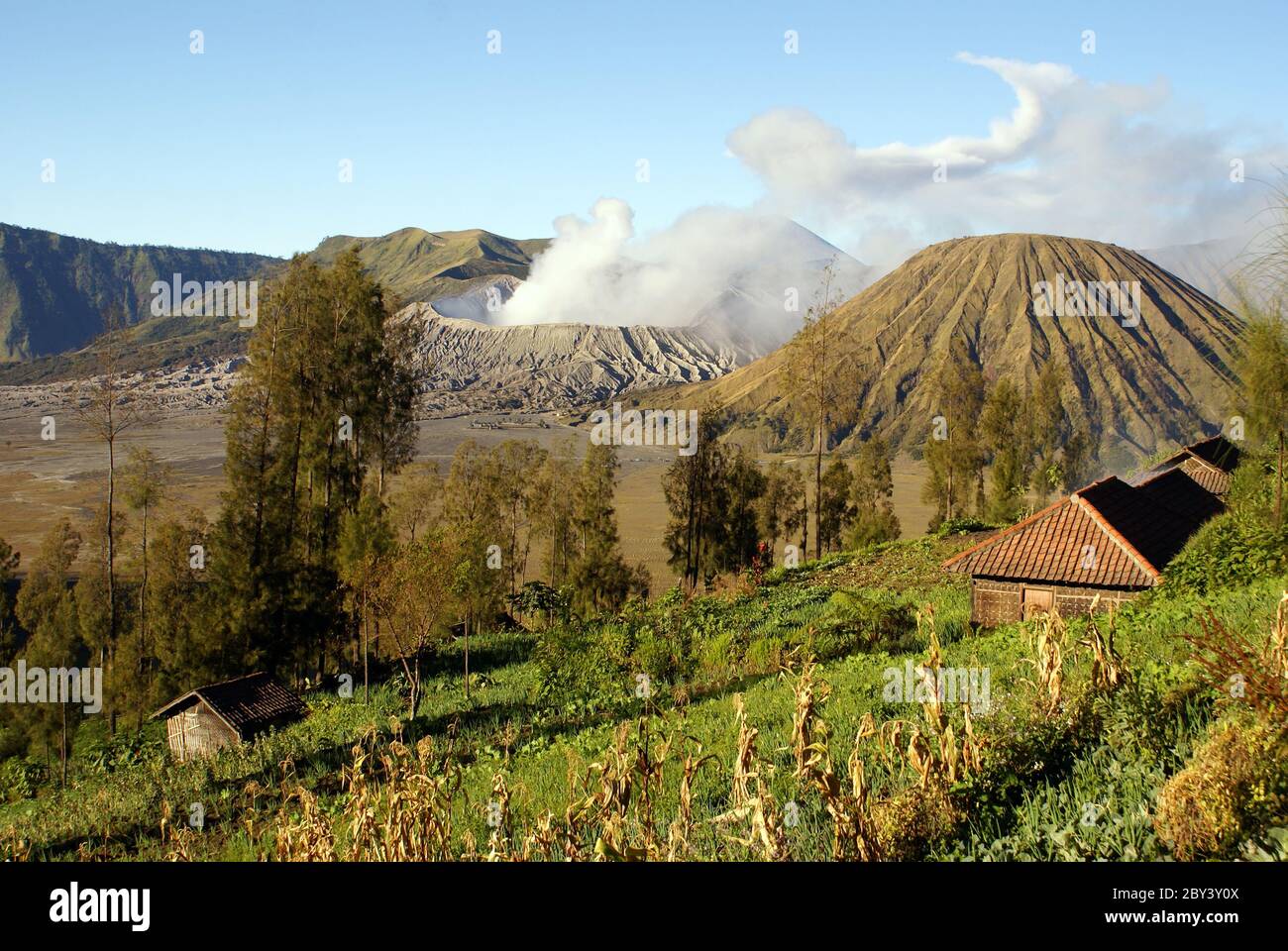 Organic vegetable farm java hi-res stock photography and images - Alamy
