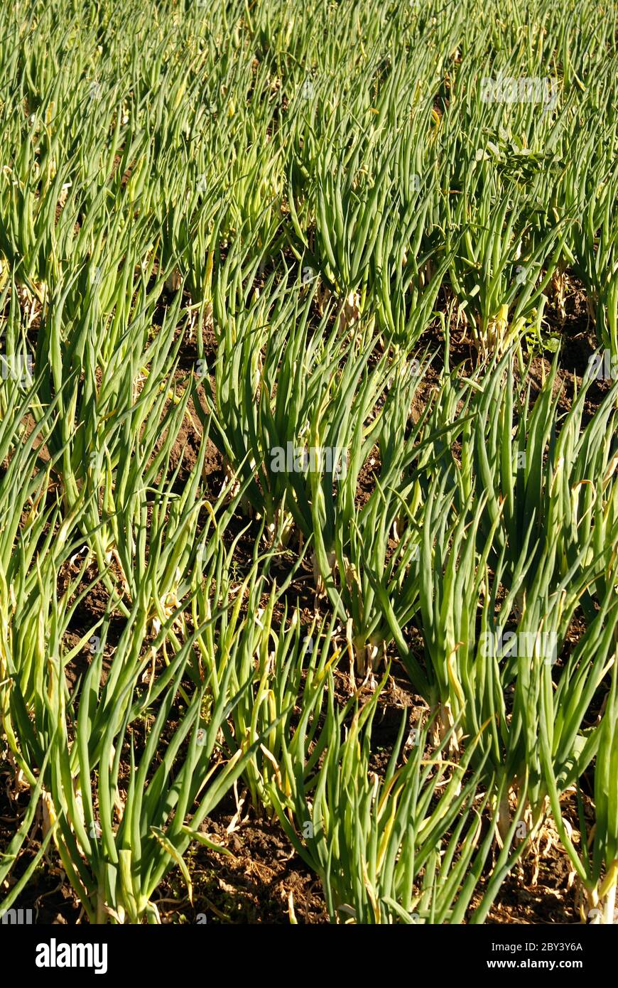 Root crop rows hi-res stock photography and images - Alamy