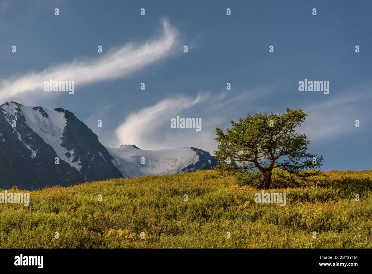Beautiful summer landscape with larch tree and dwarf birch bushes on a ...