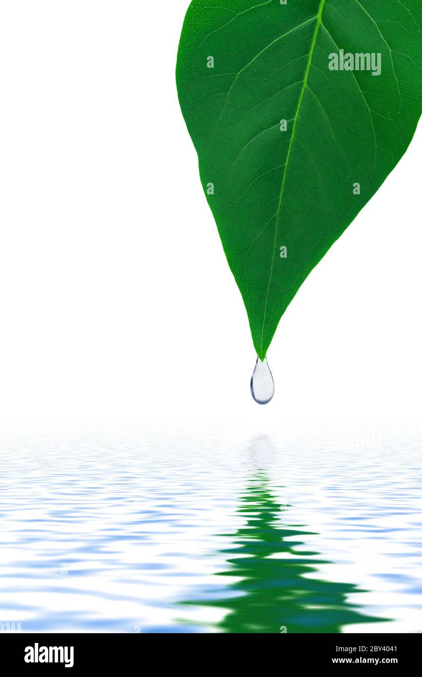 Leaf and water drop Stock Photo - Alamy