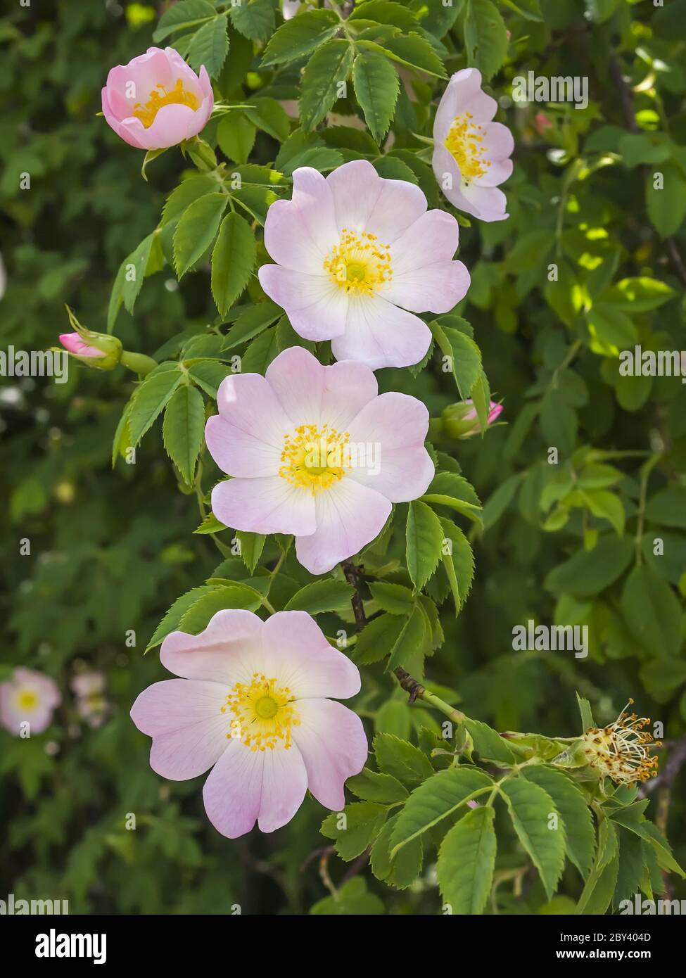 Wild yellow roses hi-res stock photography and images - Alamy