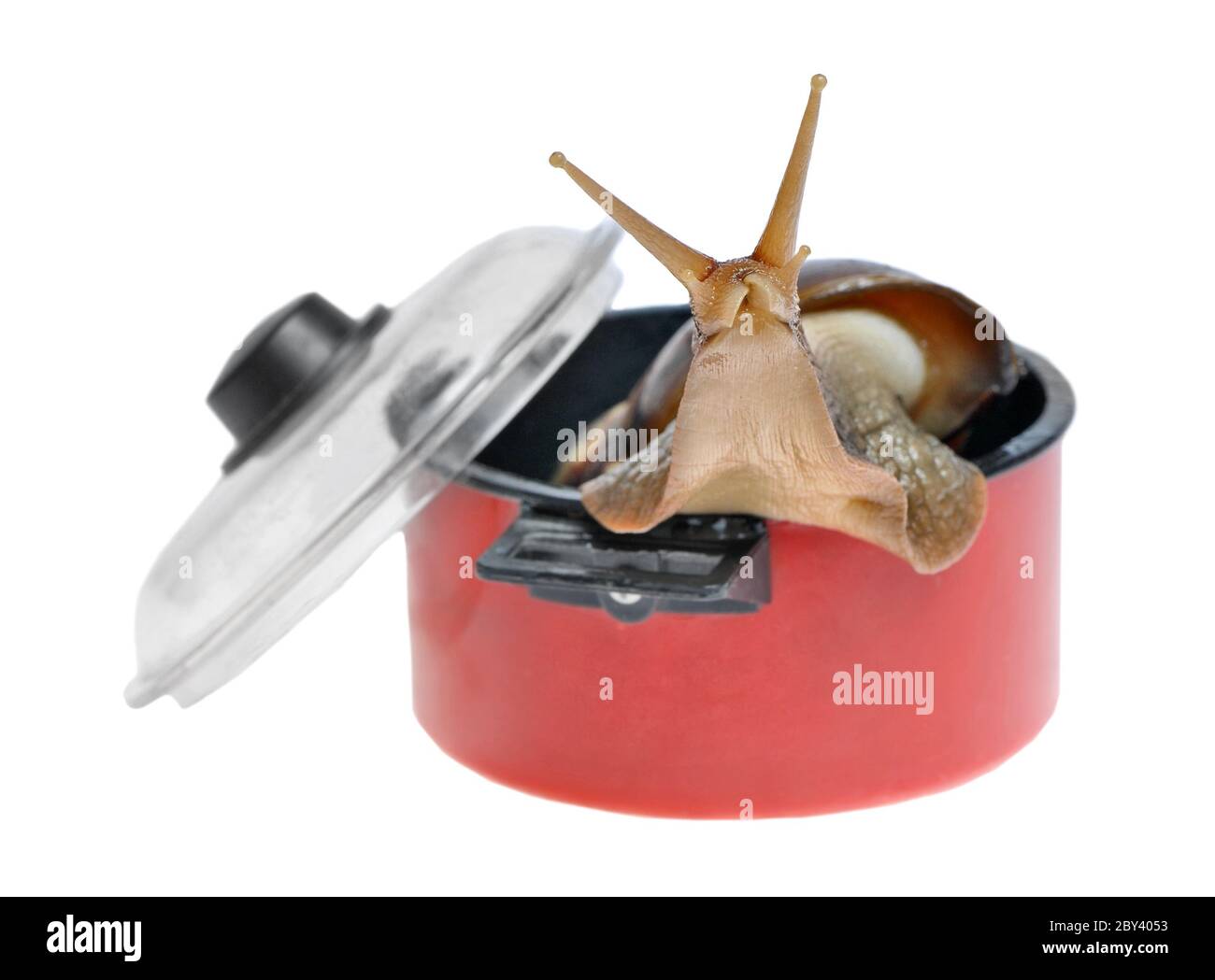Big snail in red saucepan isolated Stock Photo - Alamy