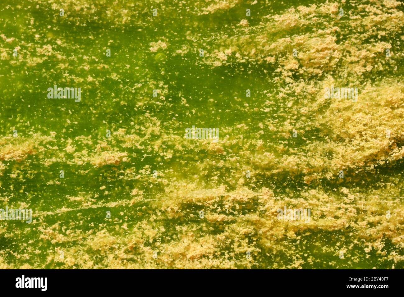 Green and yellow colors. Polluted water with algae Stock Photo - Alamy