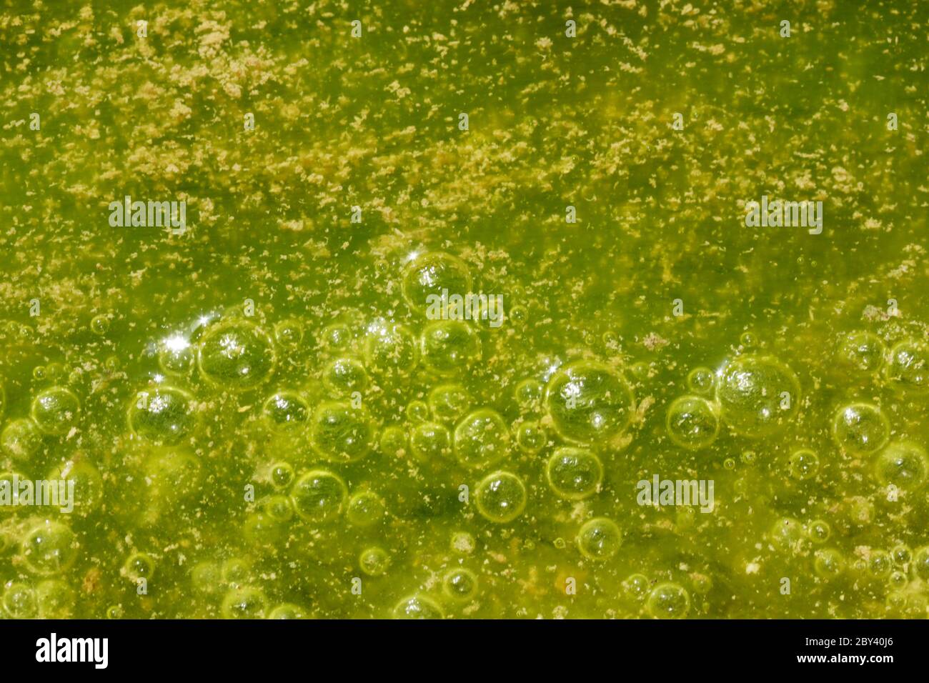 Green and yellow colors. Polluted water with algae Stock Photo - Alamy