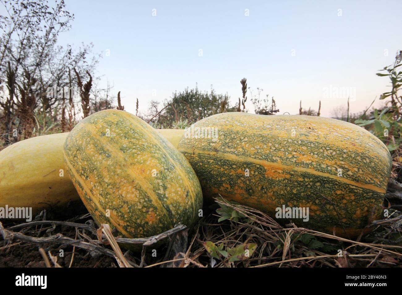 Growing Fresh squash vegetable in garden Stock Photo - Alamy
