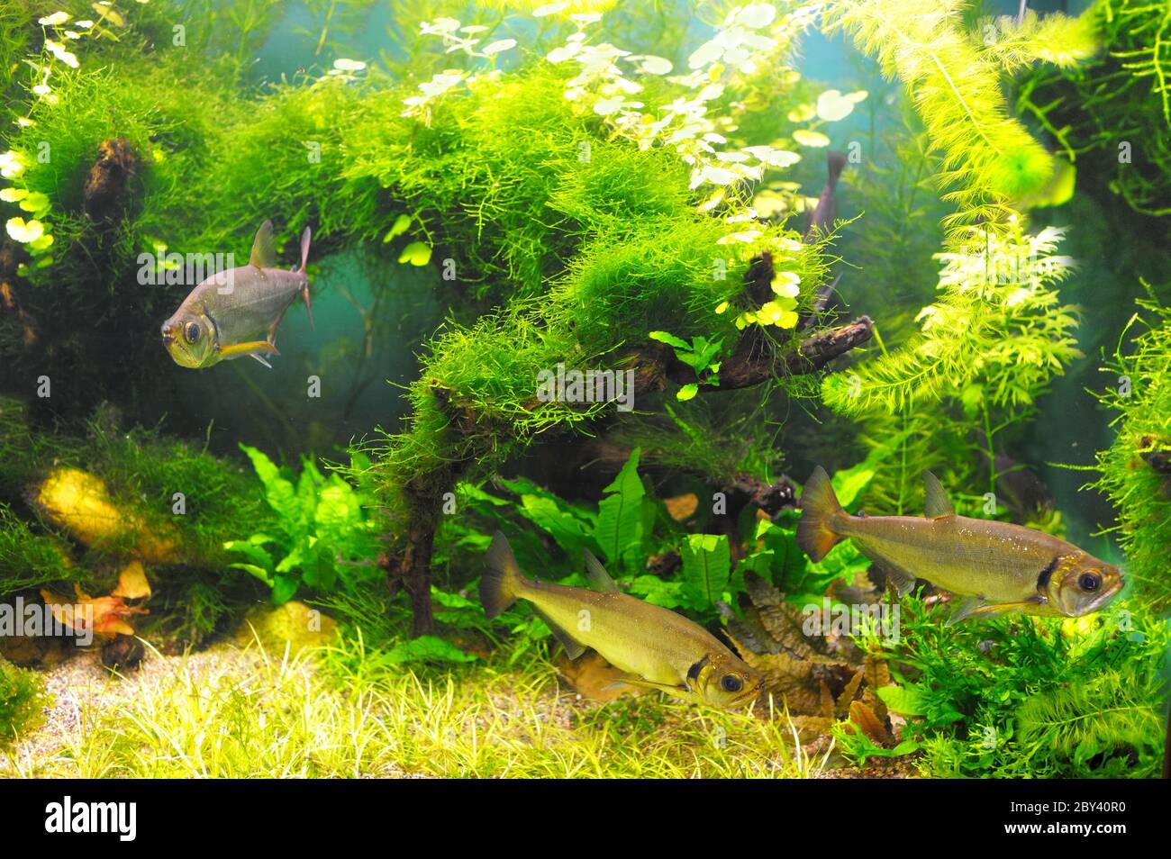 Fish in the algae Stock Photo - Alamy