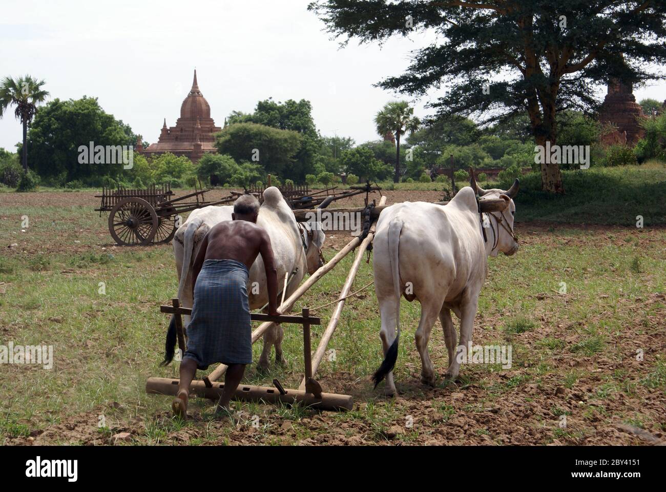 Cow plough hi-res stock photography and images - Alamy