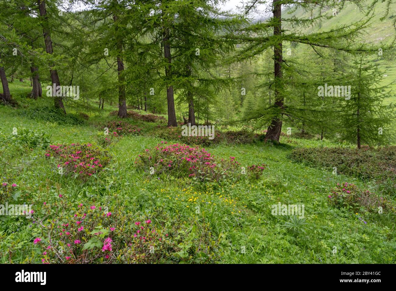 Rhododendron flowering in a larch forest in Ligurian Alps, Liguria ...