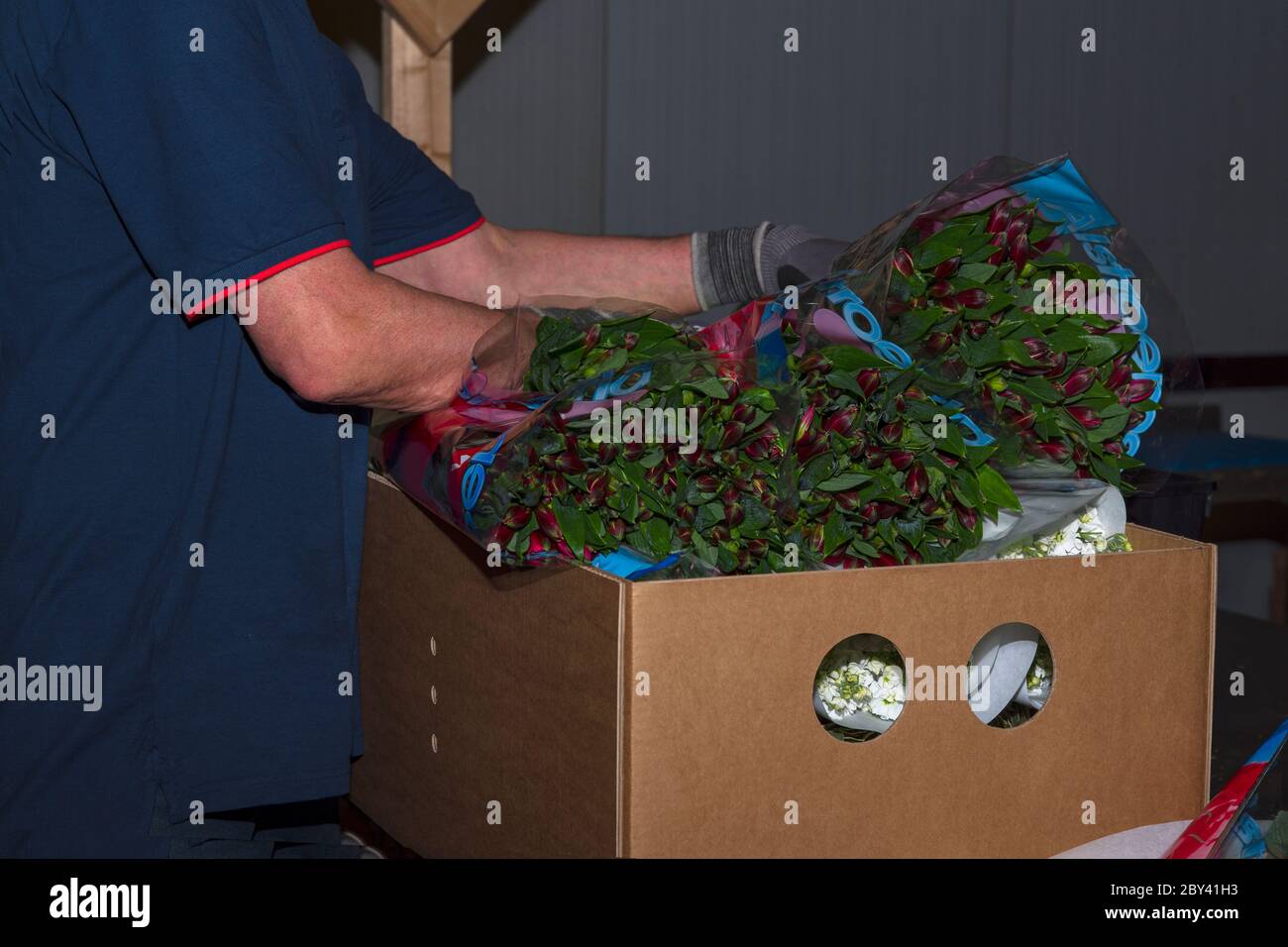 A man worker is packing flowers in cardboard boxes and preparing them ...