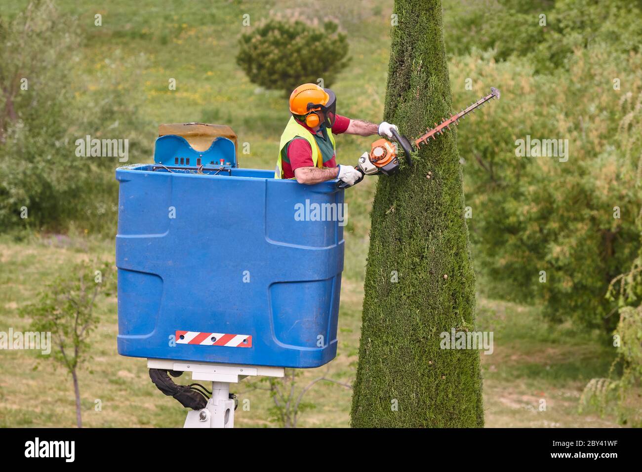 Gardener pruning a cypress tree with a chainsaw and a crane Stock Photo ...