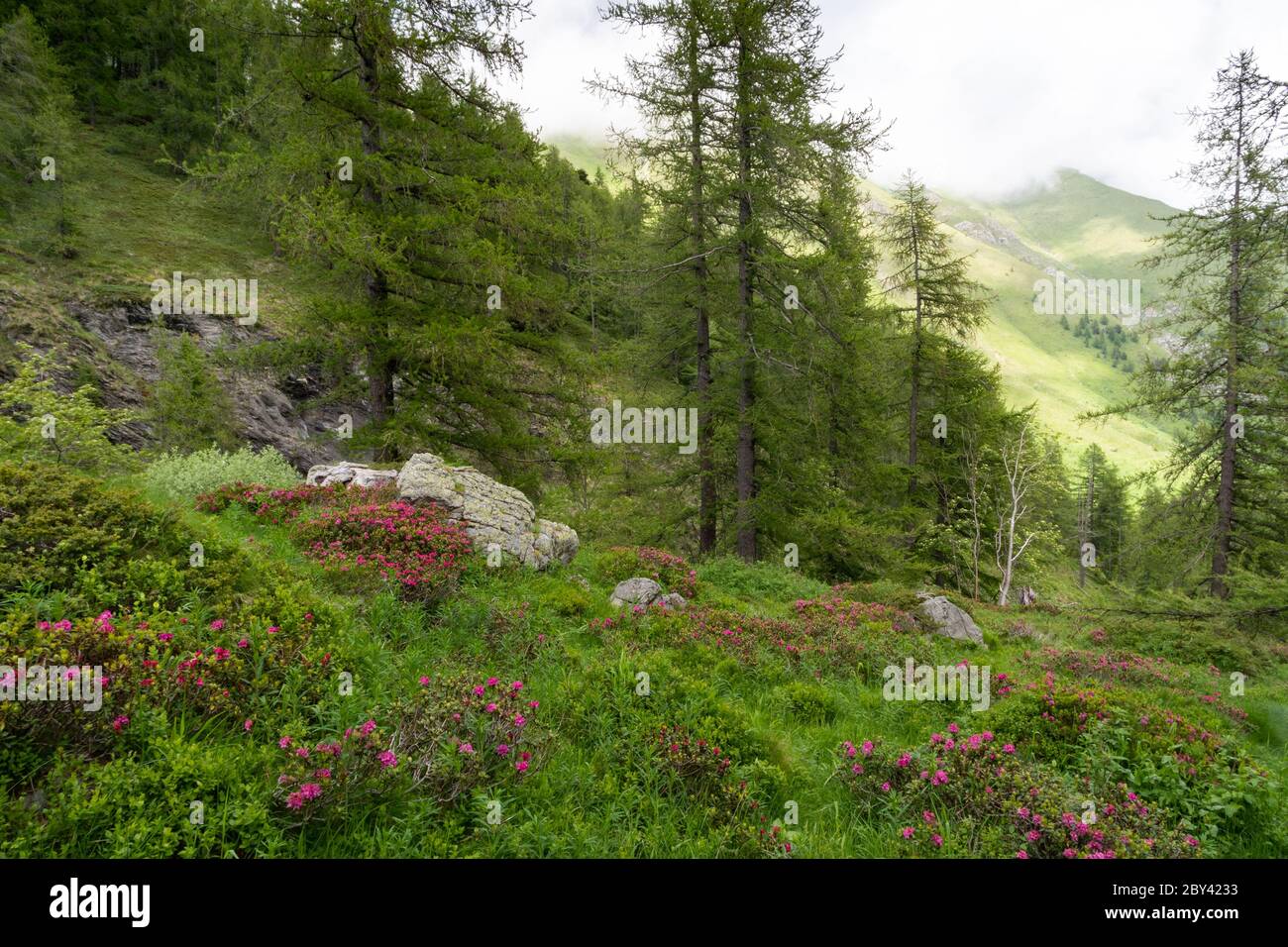 Rhododendron flowering in a larch forest in Ligurian Alps, Liguria ...