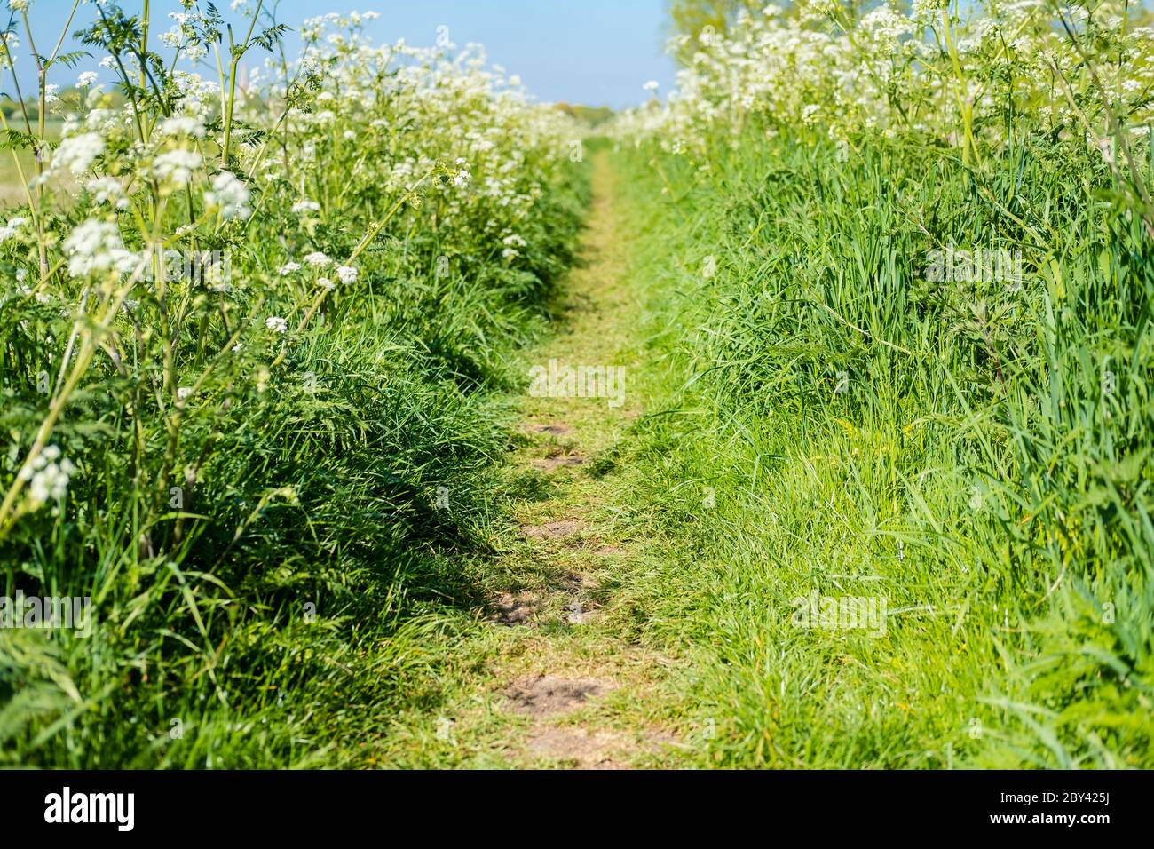 Detailed view of a naturally made footpath seen in dense grass and ...