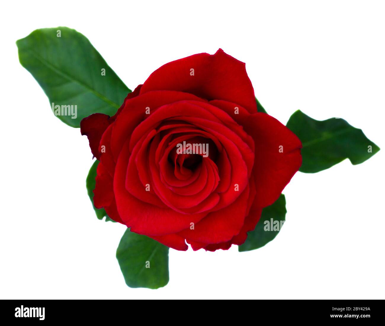 one red rose Stock Photo - Alamy