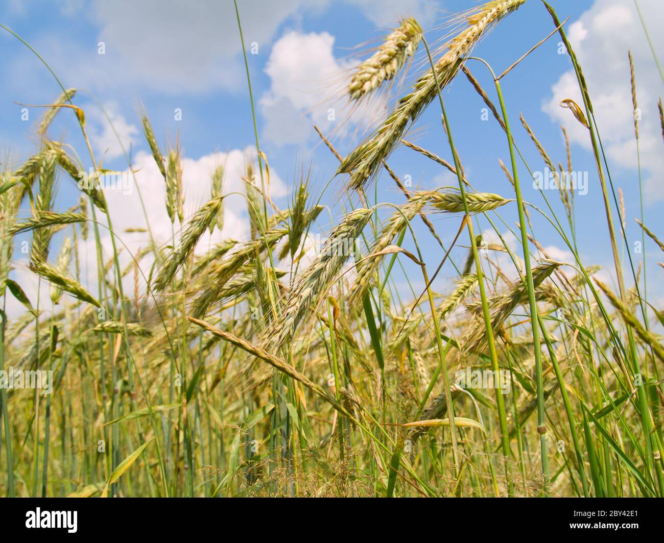 harvesting field of rye Stock Photo - Alamy