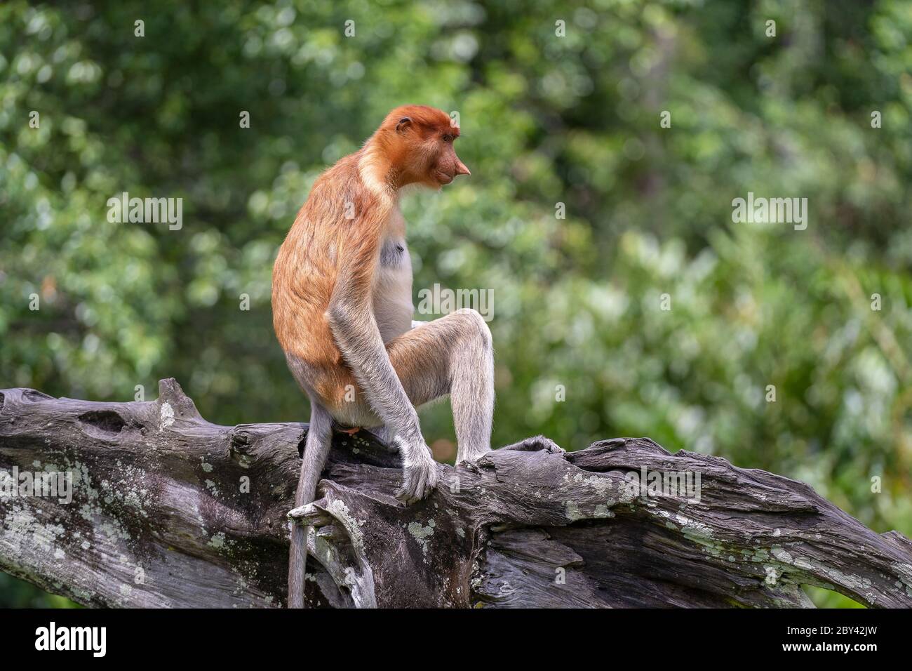 Wild Proboscis monkey or Nasalis larvatus, in the rainforest of island ...