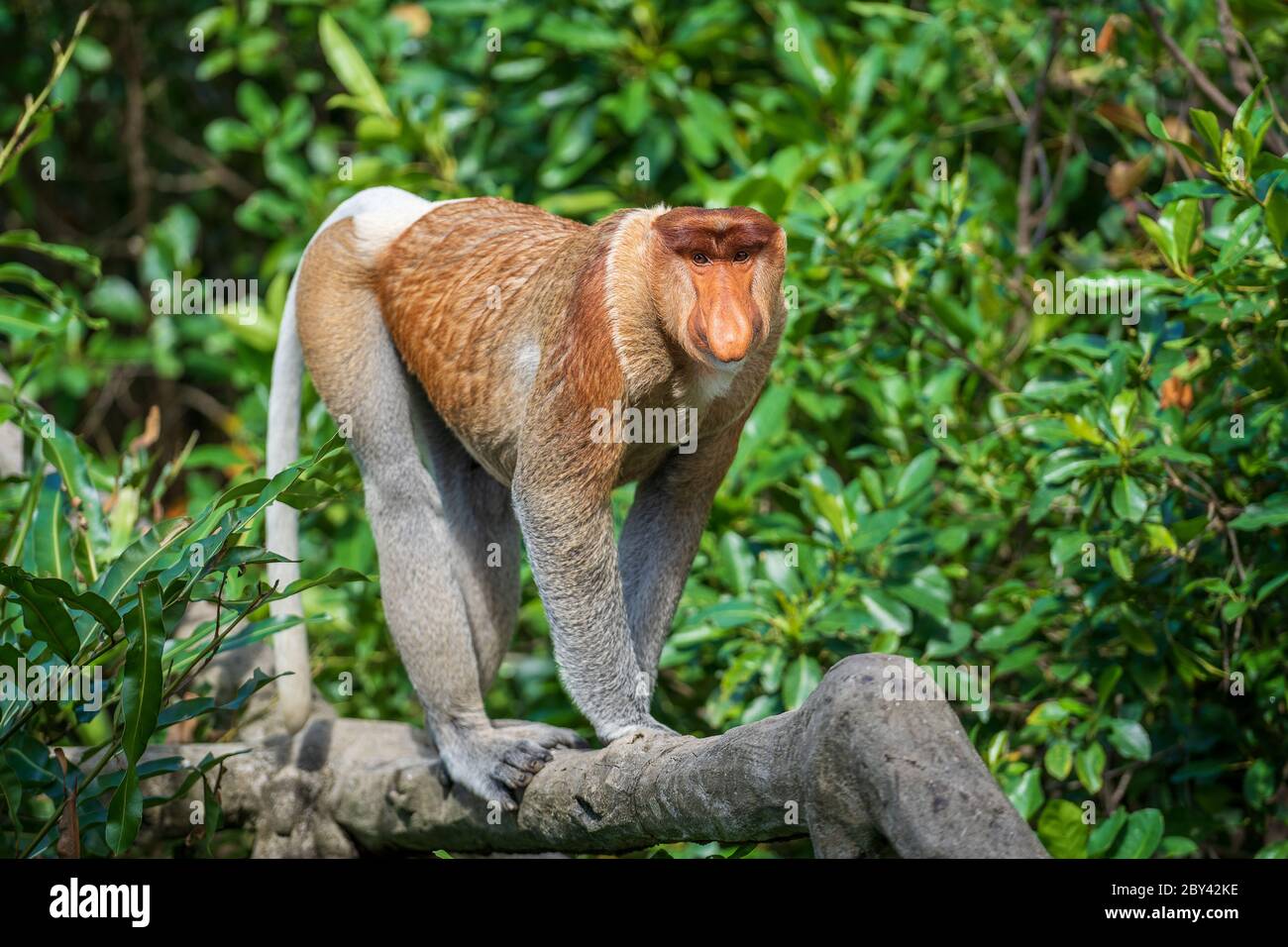 Portrait of a wild Proboscis monkey or Nasalis larvatus, in the ...