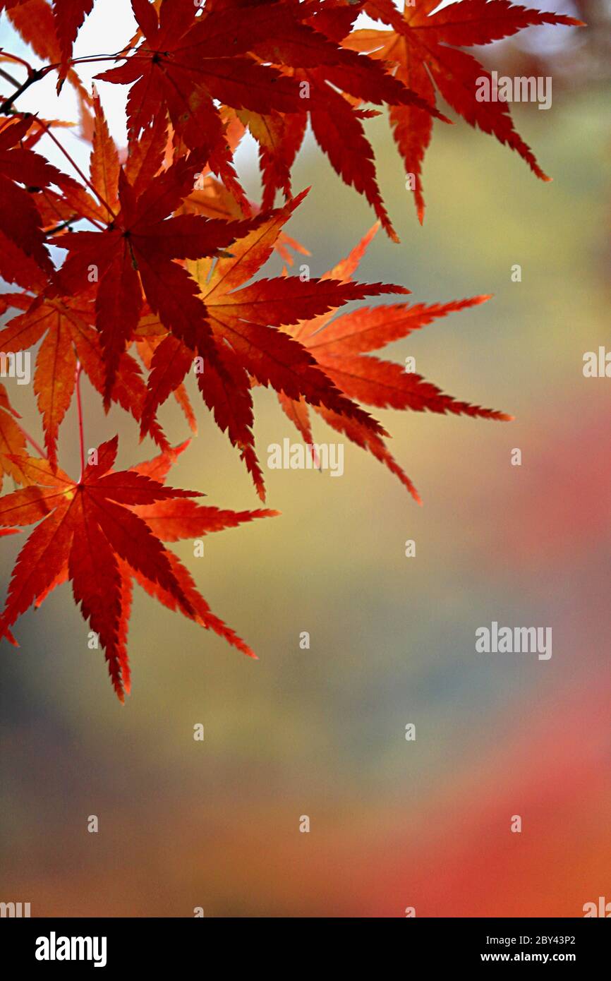 Close up photo of a maple leaf that turned red in autumn season Stock ...