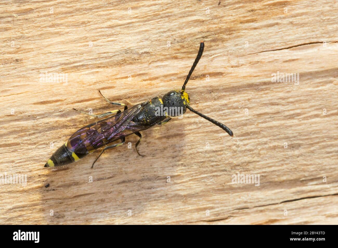 Keulhornwespen hi-res stock photography and images - Alamy