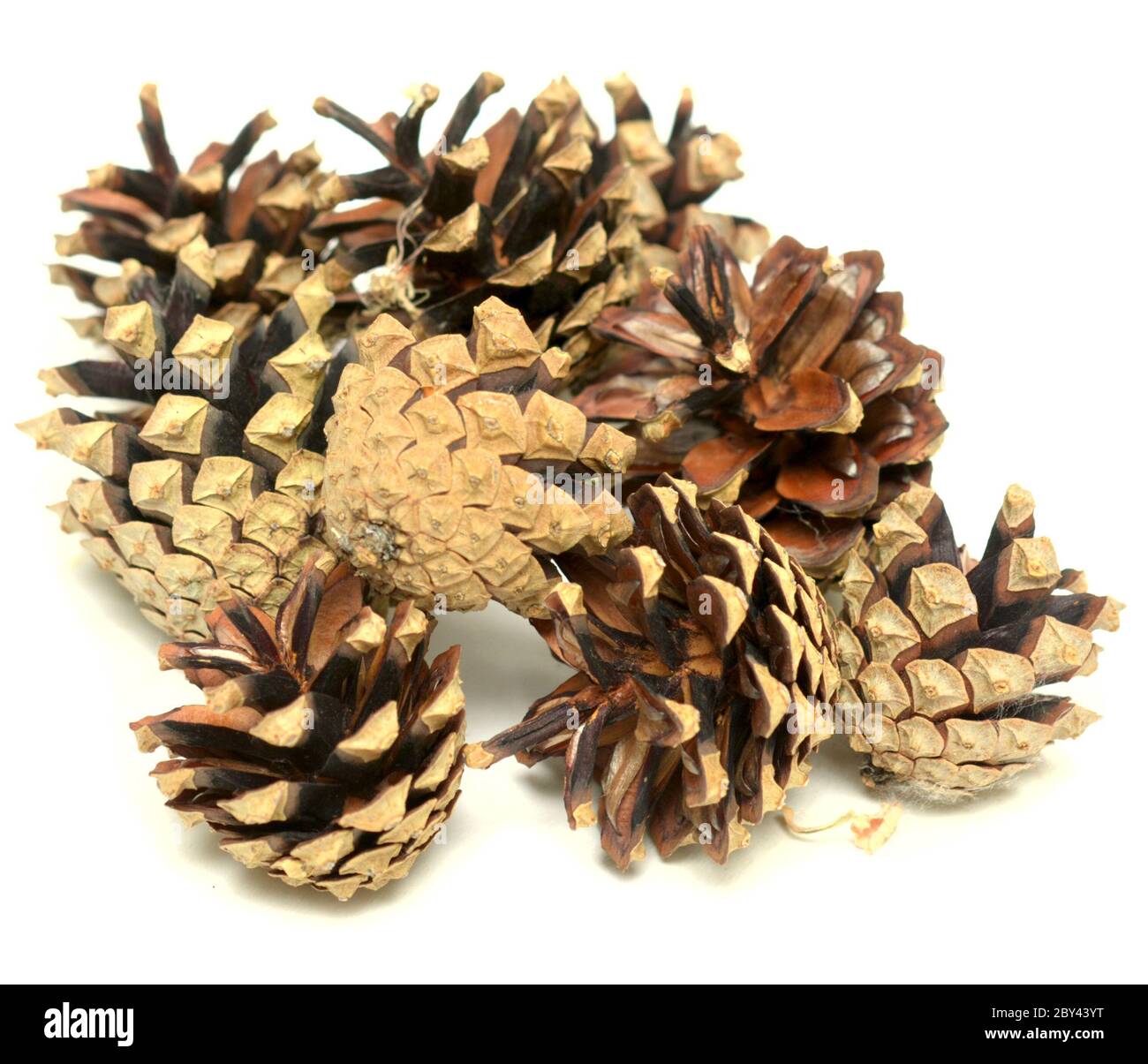 White pine cones hi-res stock photography and images - Alamy