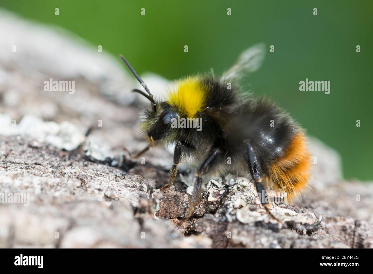 Wiesenhummel, Wiesen-Hummel, Hummel, Bombus pratorum, Pyrobombus ...