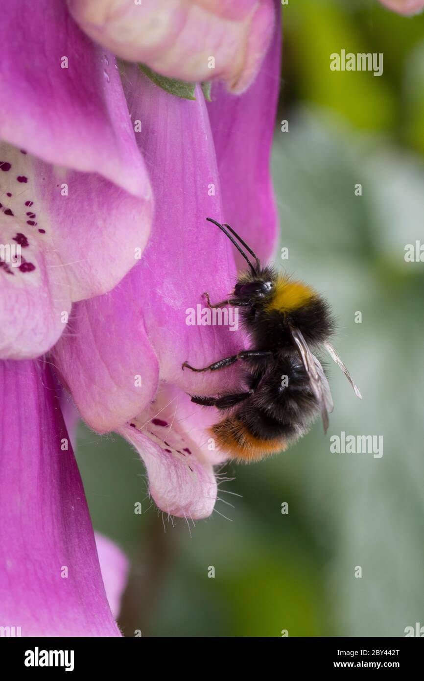 Wiesenhummel, Wiesen-Hummel, Hummel, Bombus pratorum, Pyrobombus ...