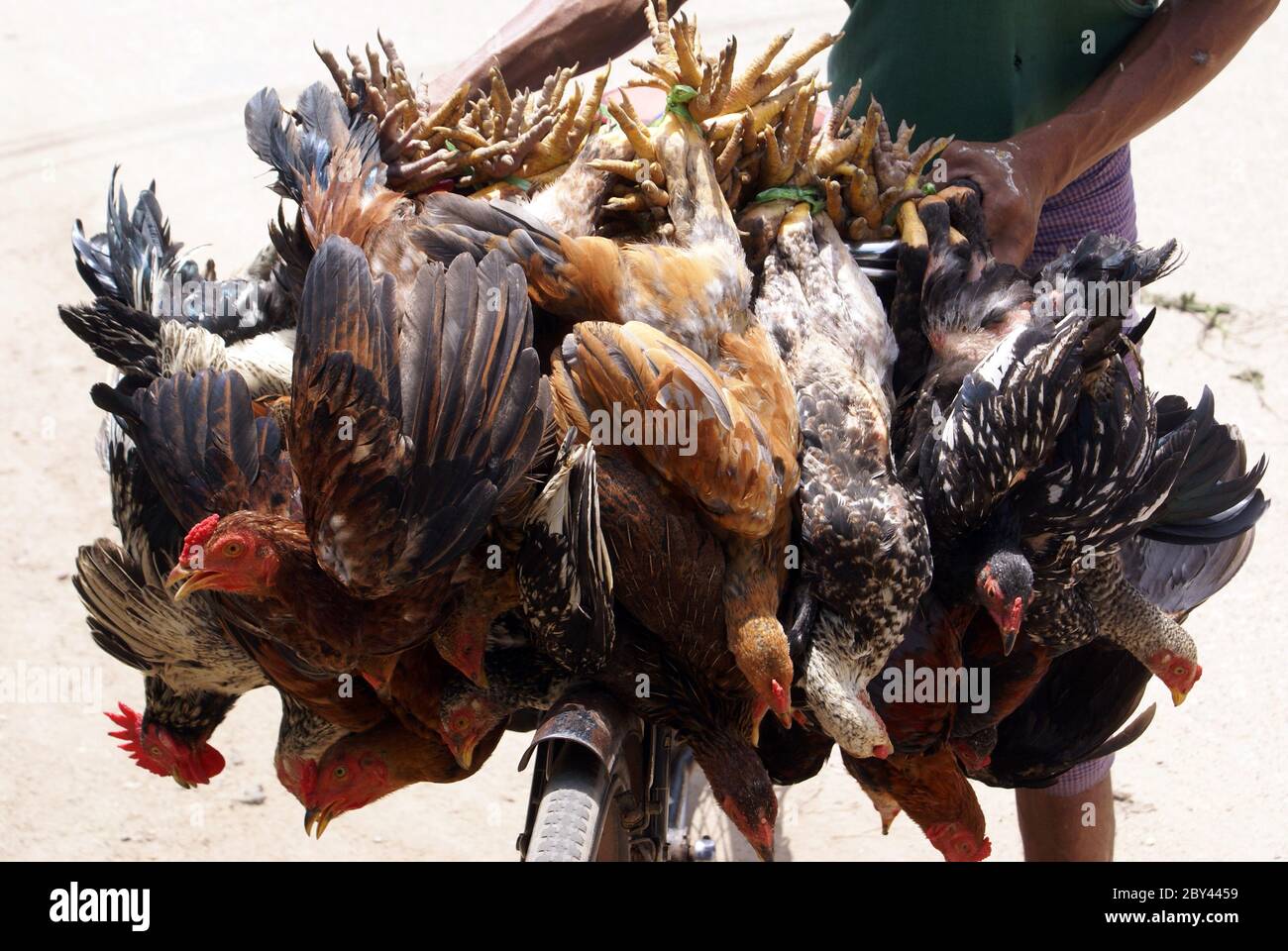 Birds on the market Stock Photo - Alamy