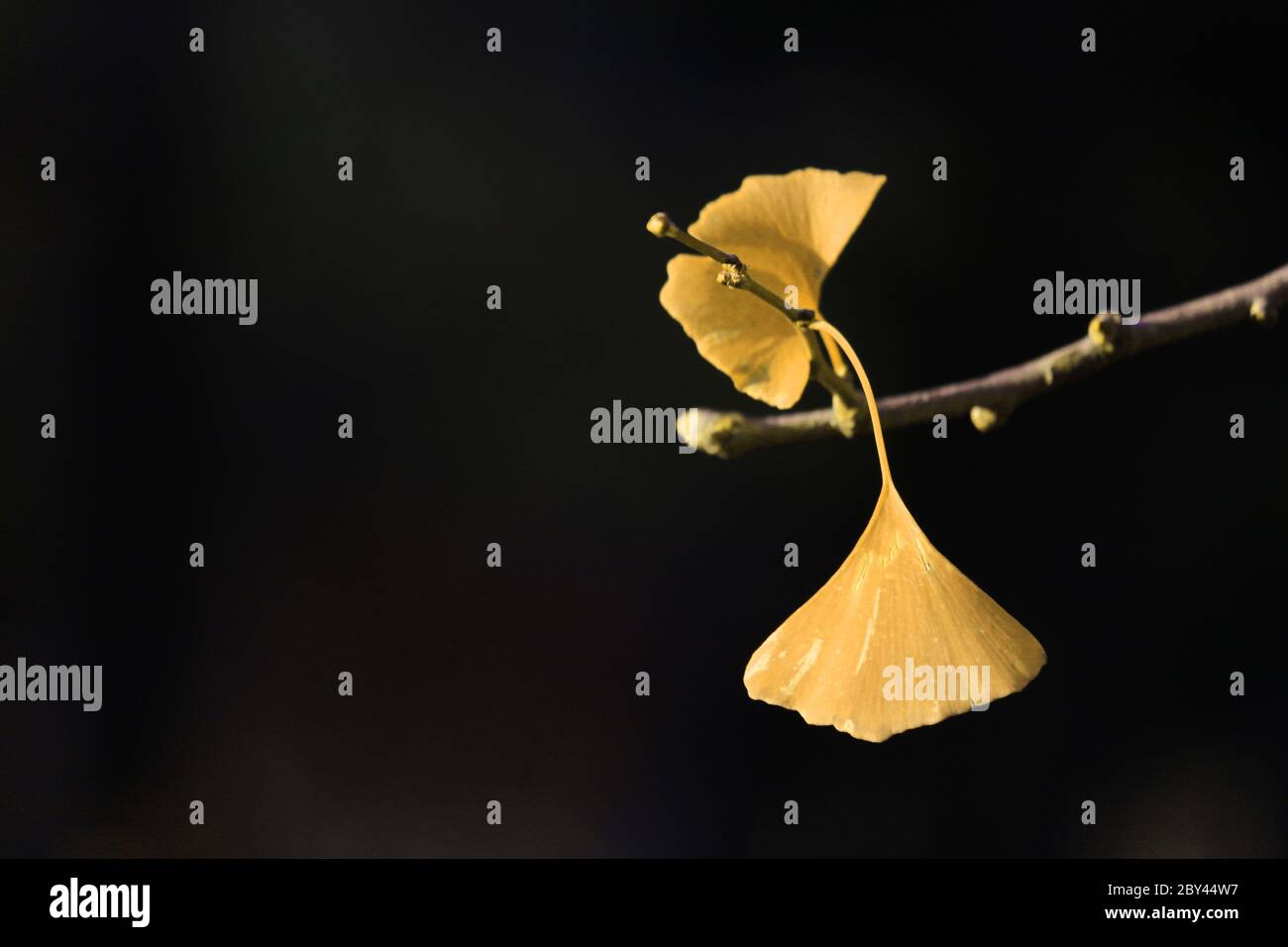 Close up photo of yellow ginkgo biloba leaves in autumn season Stock ...